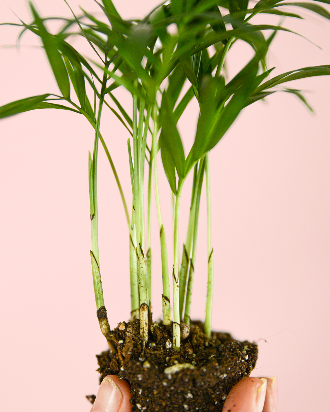 Chamaedorea Elegans Mini - Gran Liquidación de Temporada – Precios Bajos