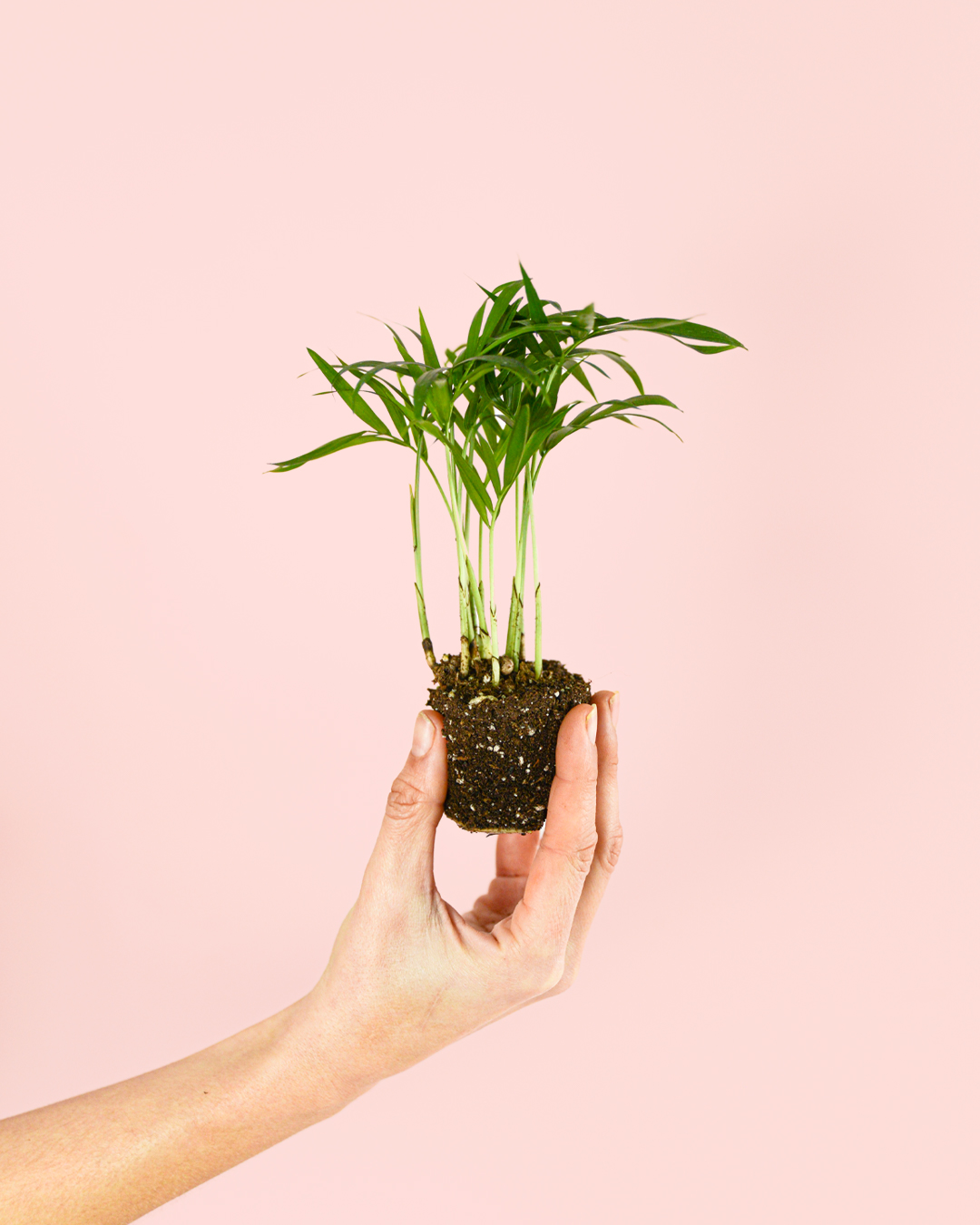Chamaedorea Elegans Mini - Gran Liquidación de Temporada – Precios Bajos